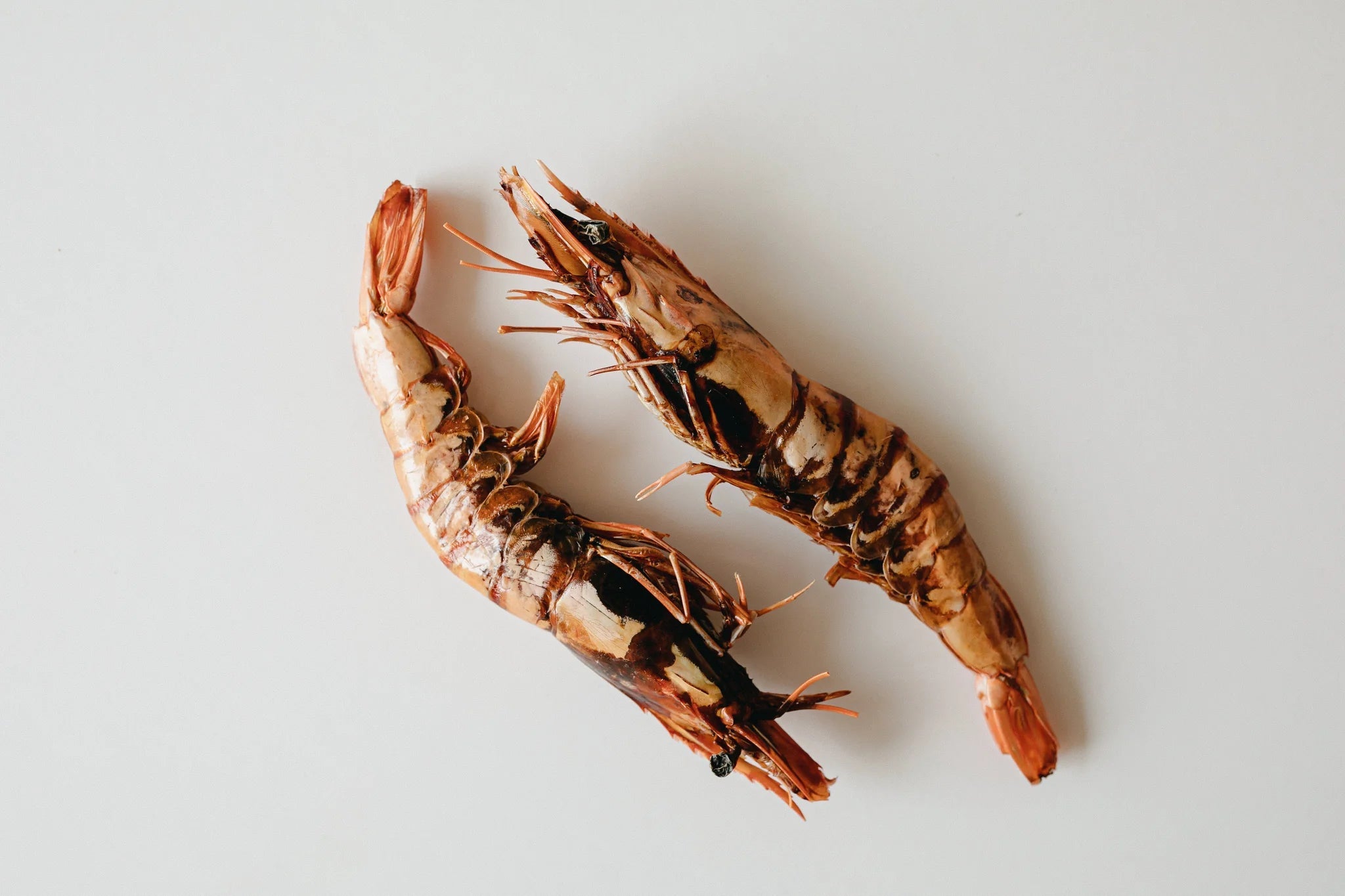 Prawn Chews - Dog Chews - Happy Daisy – PetToba